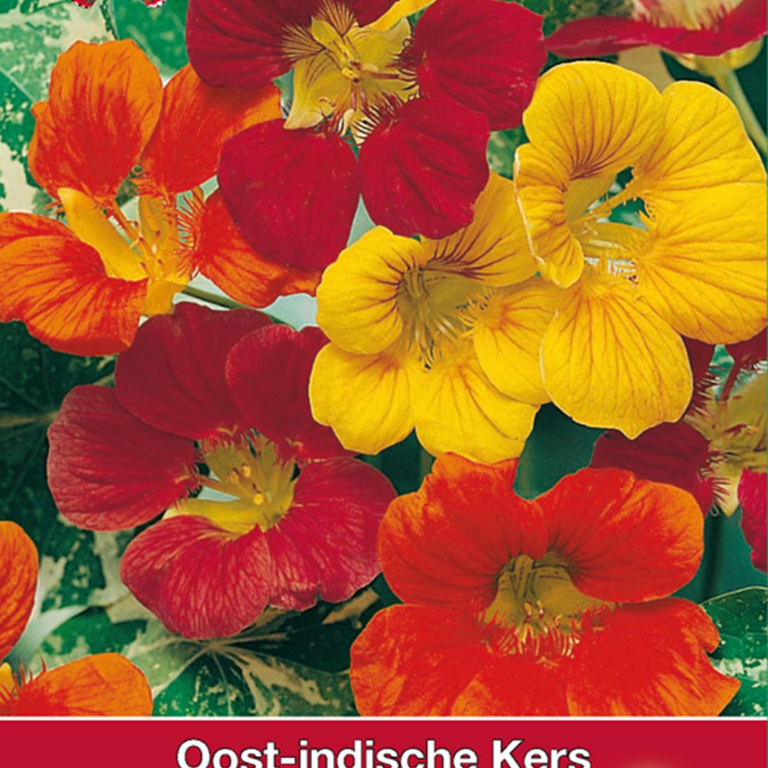 Zaden Oost indische kers Tropaeolum Alaska